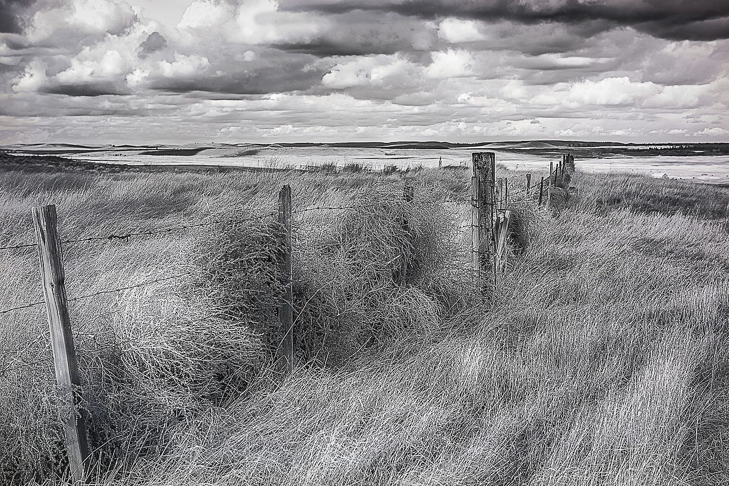 Mike DeCesare | Ancient Cedars | 2021 | The Art Spirit Gallery