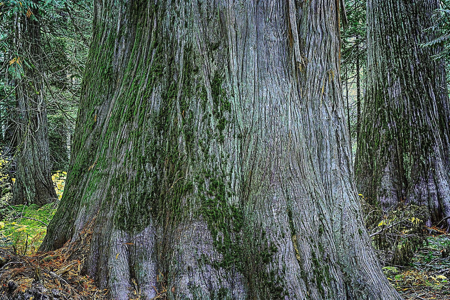 Mike DeCesare | 1,000 Years | 2021 | The Art Spirit Gallery