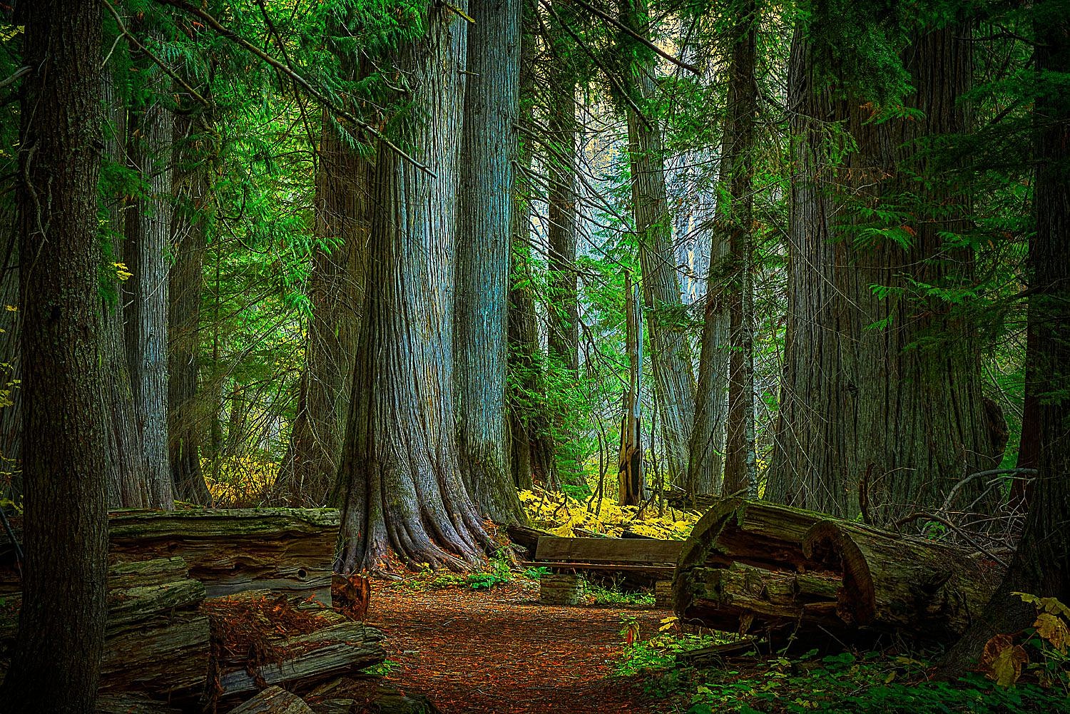 Mike DeCesare | 1,000 Years | 2021 | The Art Spirit Gallery